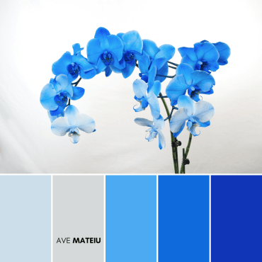14 Valentine's Day Color Palettes - Orchid Edition - Ave Mateiu
