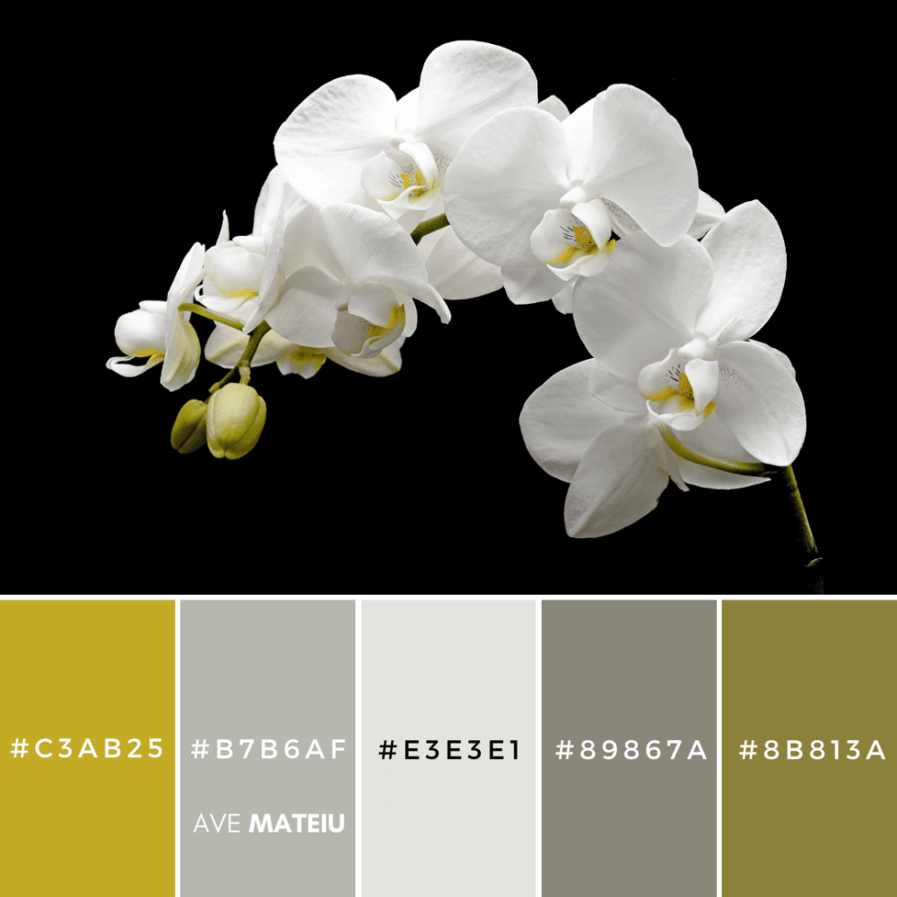 14 Valentine's Day Color Palettes - Orchid Edition - Ave Mateiu